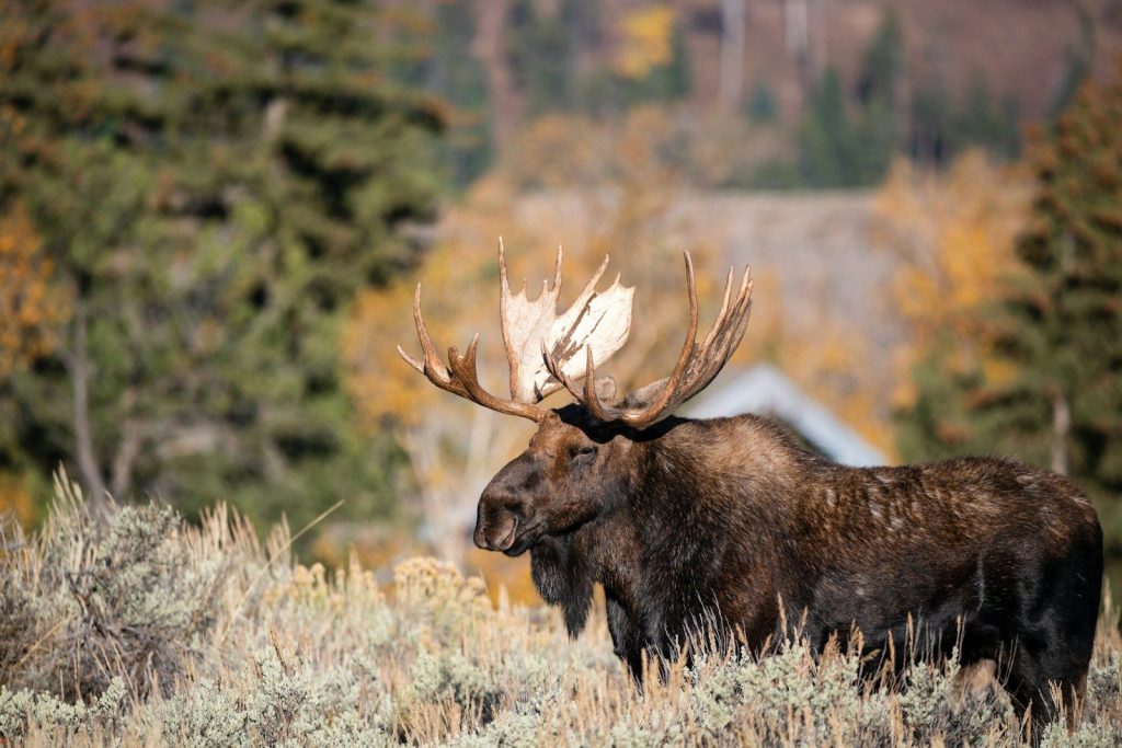 Wild animals that made America’s roads feel much smaller