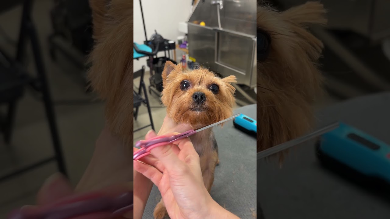 Adorable Yorkie face grooming transformation | Pro tips & tools revealed!