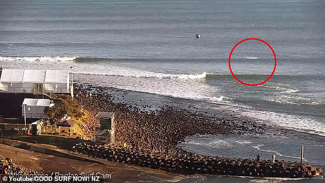 Attack by sea creature forces organisers to call a halt to pro surfing ...