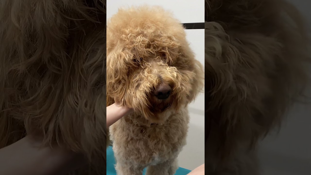 Curly dog makeover: Labradoodle’s stunning grooming transformation