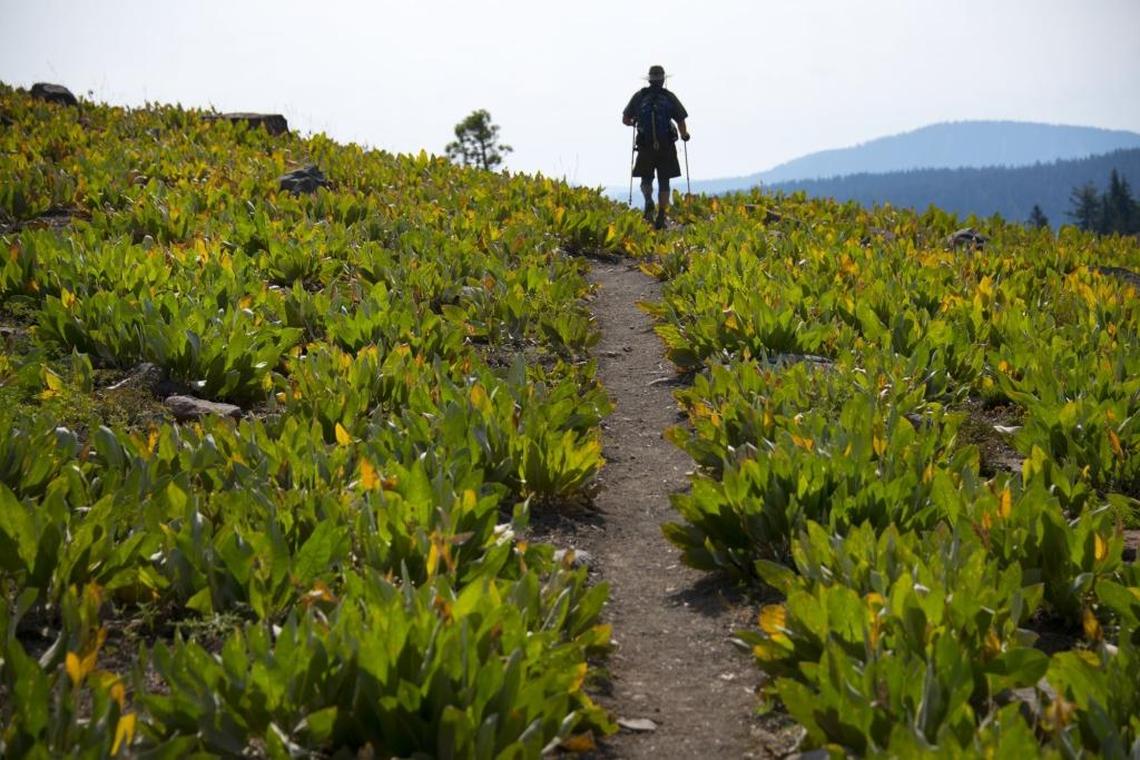 Stomach flu outbreak slams hikers on California section of Pacific ...