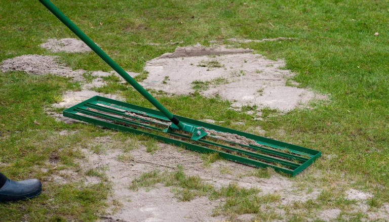 Why coarse patches of grass spread through a fine lawn in summer