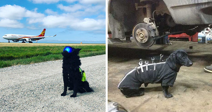 40 dogs who have real jobs