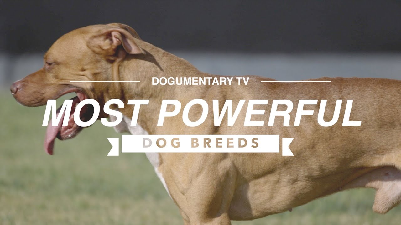 Ten most powerful dog breeds