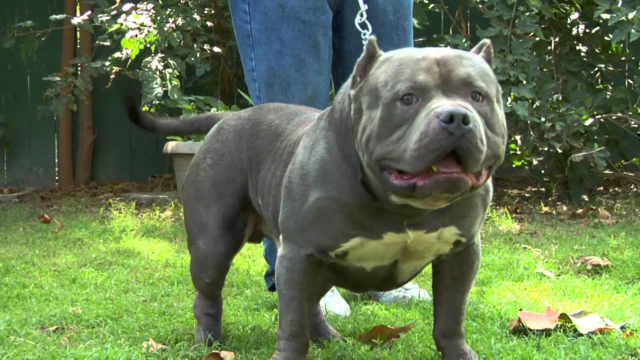 Meet the most muscular American Bully dogs: shortest, widest & heaviest!