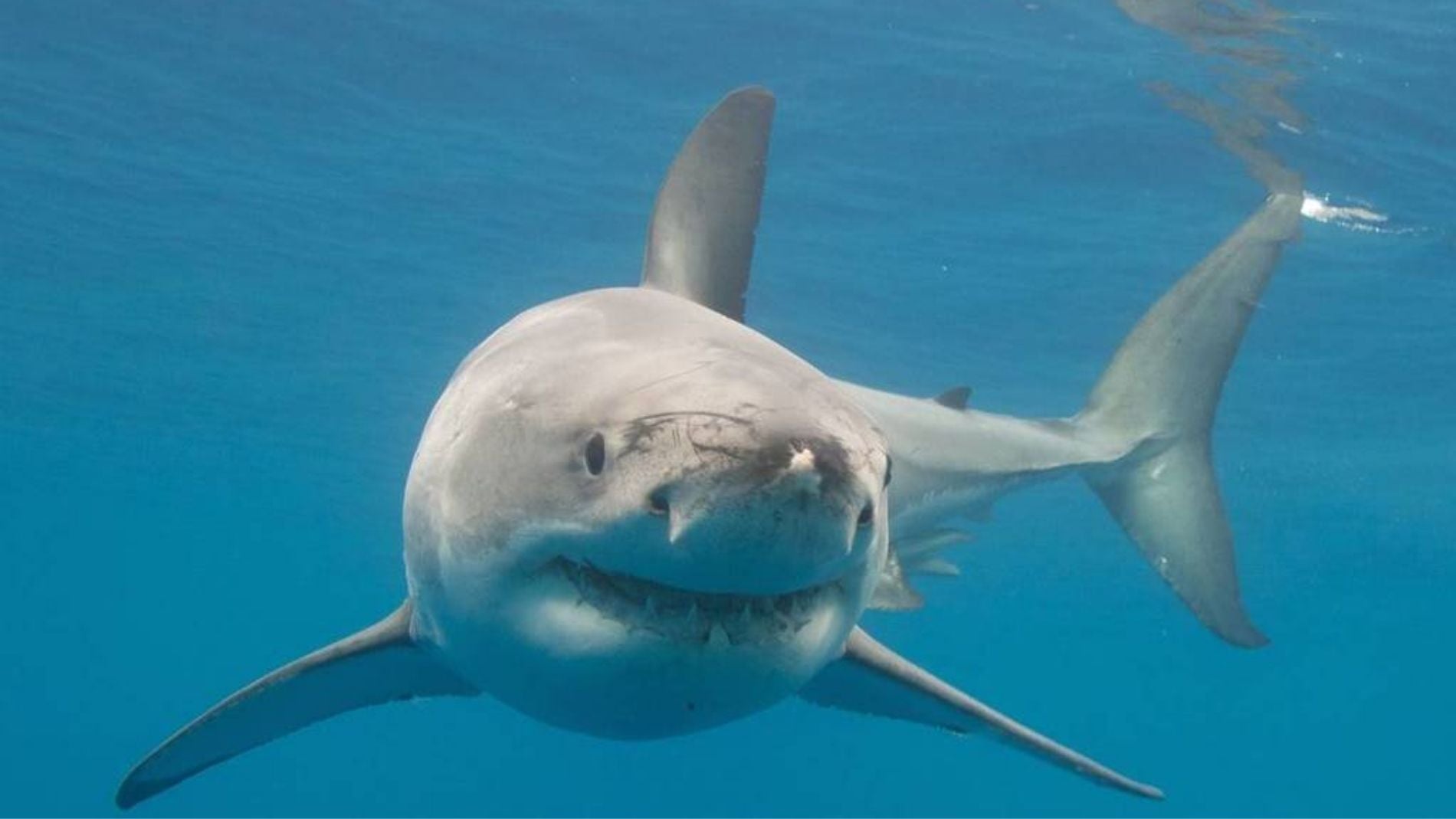 Un pescador muere tras el brutal ataque de un tiburón en la Gran ...