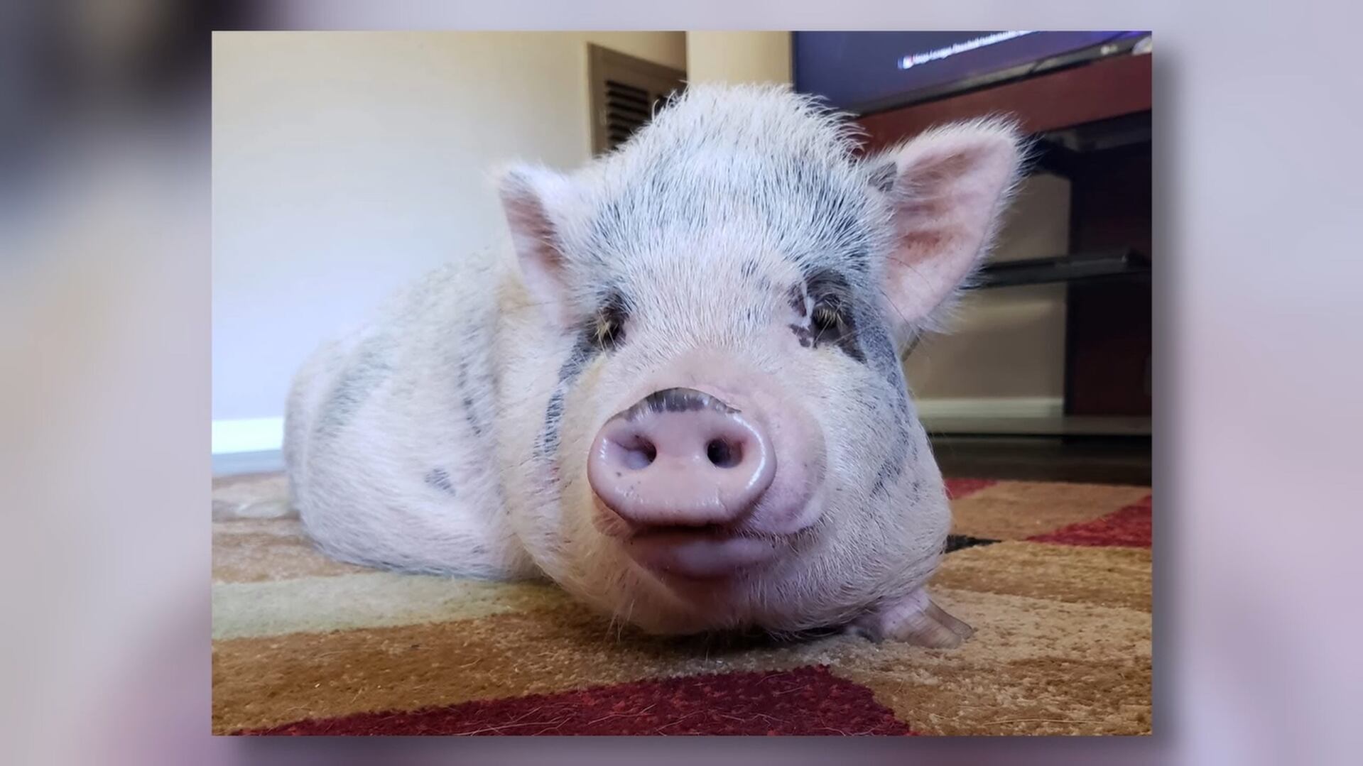 Family’s pet pig found dead days after disappearing in Hawthorne