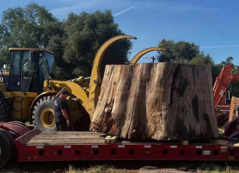 1,500-year-old giant sequoia killed in California fire headed to the ...