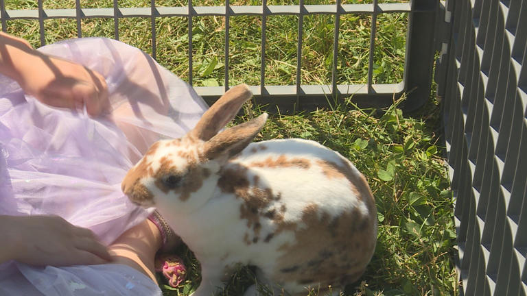 Busy Barn Farm welcomes spring baby animals in Fort Atkinson