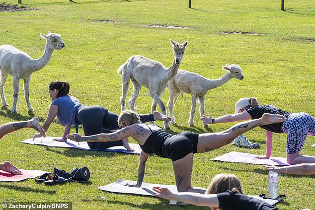 Animal lovers enjoy a Sunday morning Pilates class - with alpacas