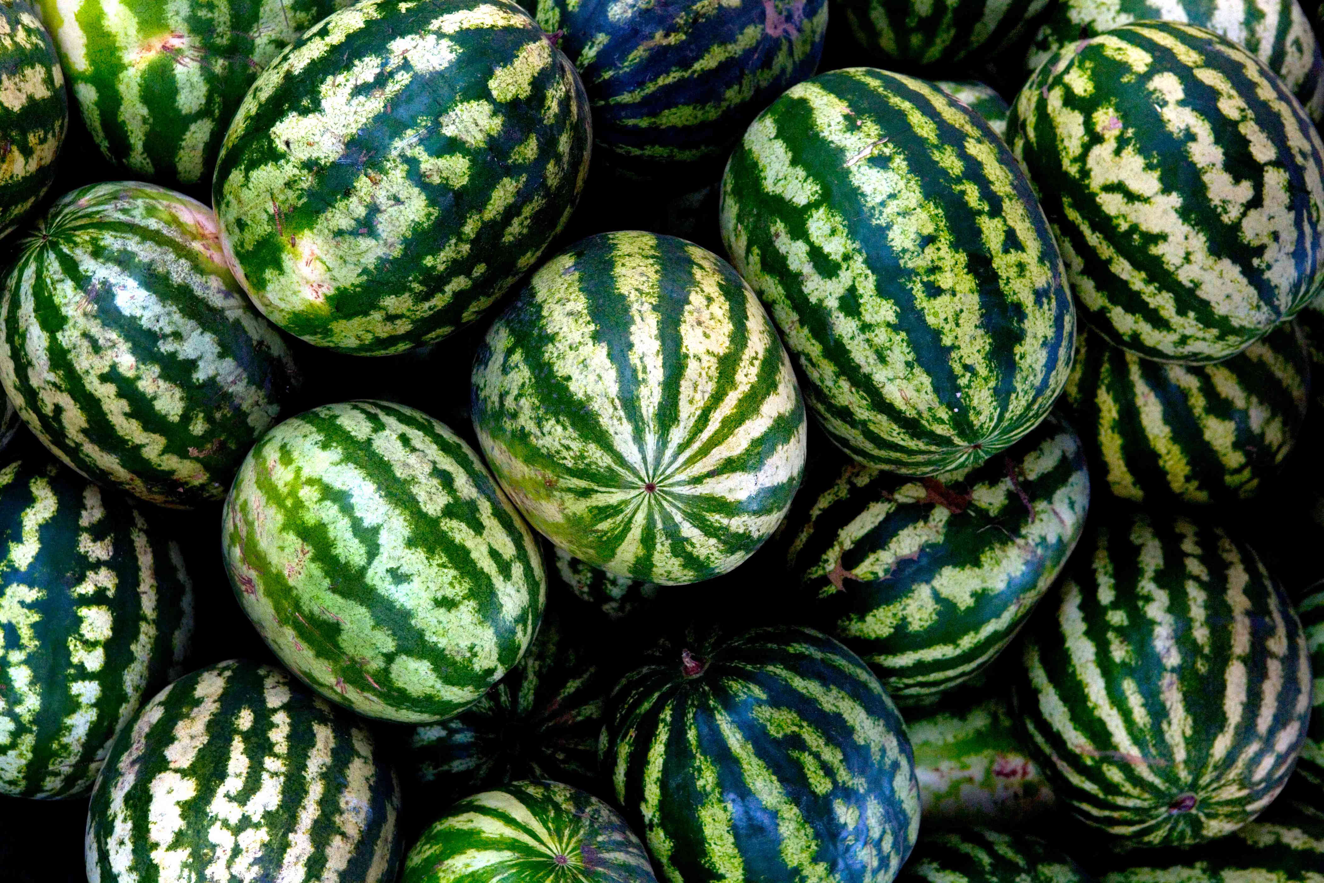 Why you should check a watermelon rind for cracks