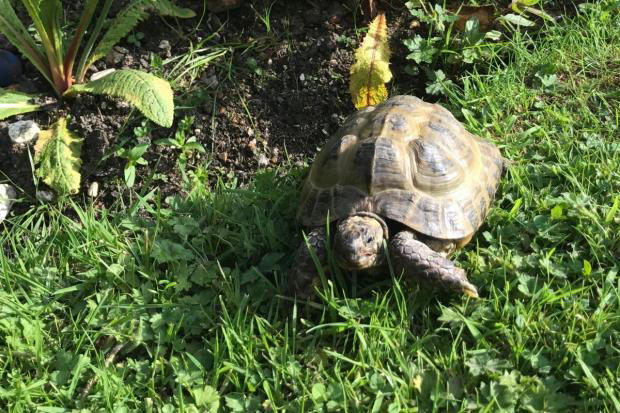 Tortoise returned home after 2 day escape to sewage treatment works