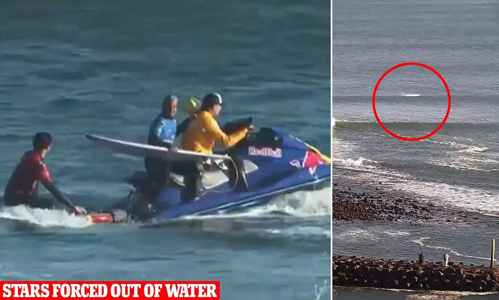 Attack by sea creature forces organisers to call a halt to pro surfing ...