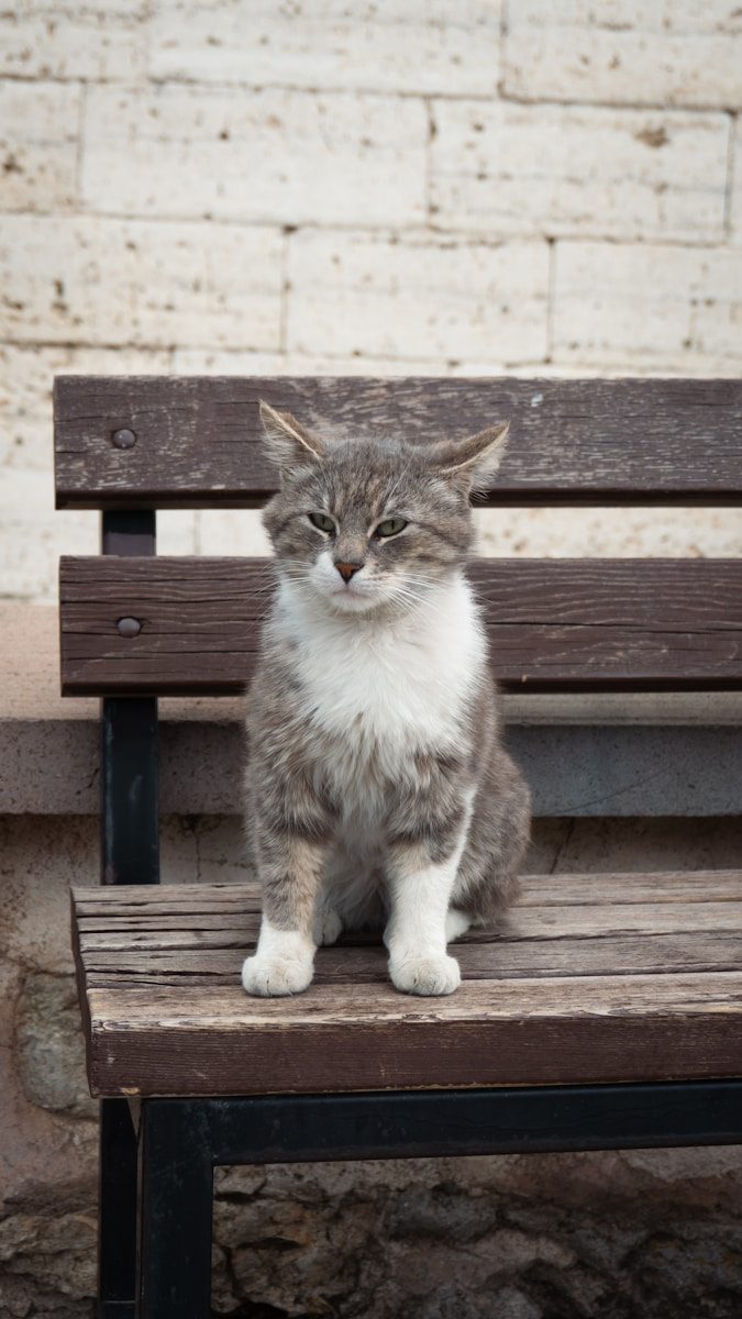 Why did this cat wait in the same park daily?