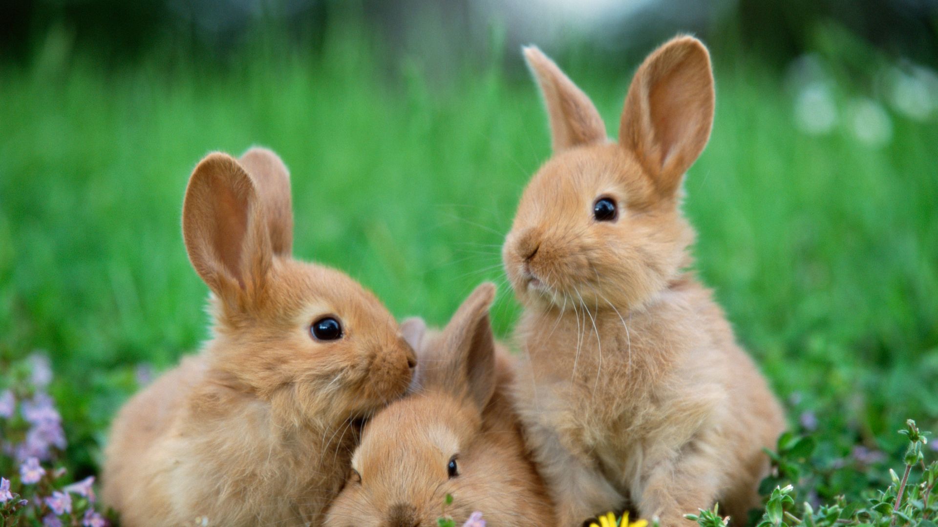 Facts about rabbits that might surprise you