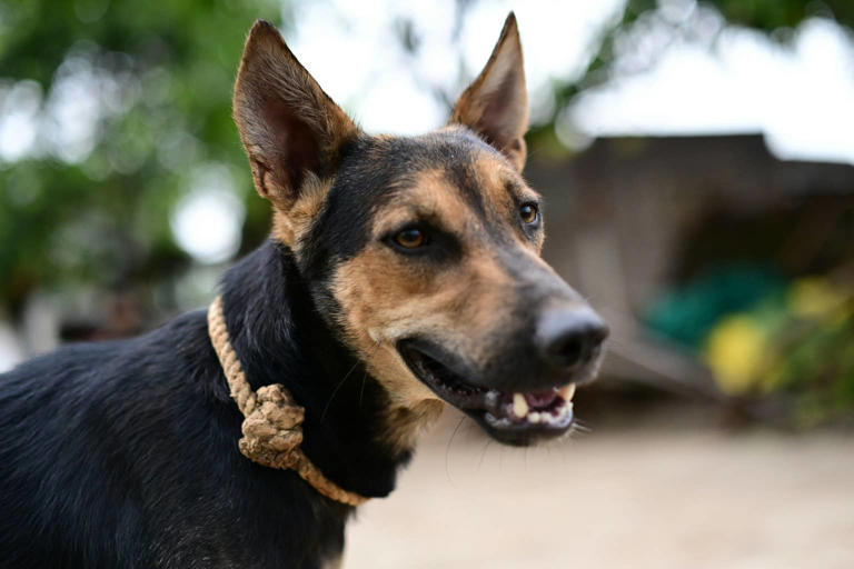 Watch Sunshine the shy shelter dog transform before finding her forever ...