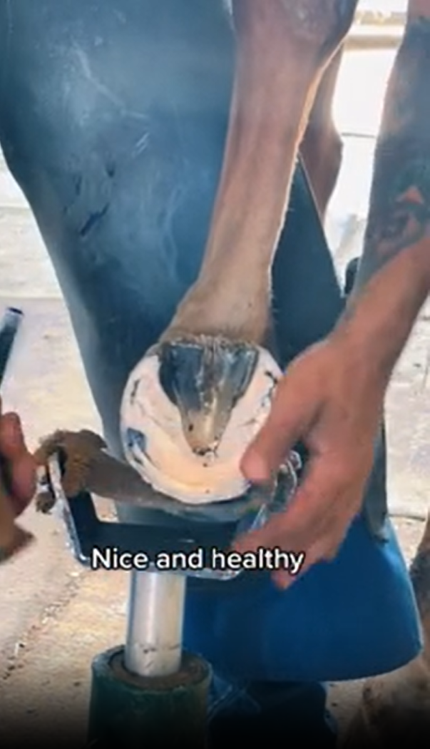 Nice and healthy: Watch this farrier work magic!
