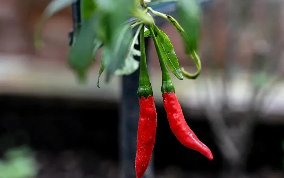 Turn up flavor with homemade chili oil magic