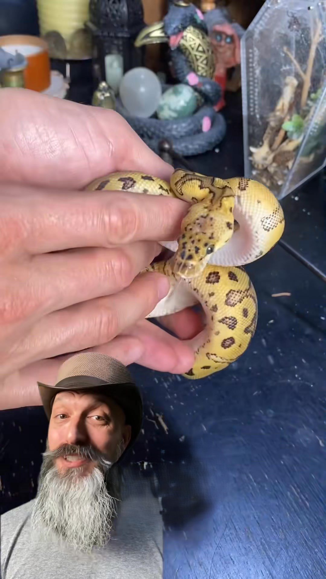 13 amazing snakes from the Molinaro Snake Lab