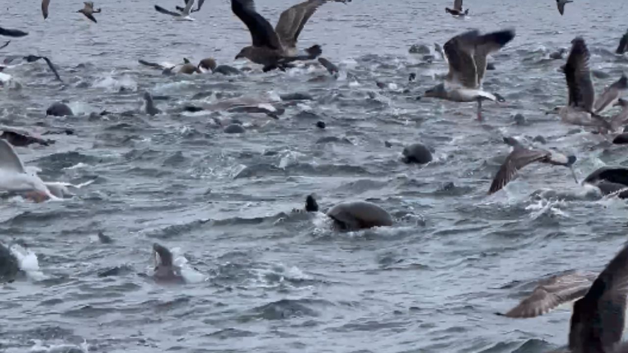 Chirps & dives - The unique atmosphere of Monterey Bay