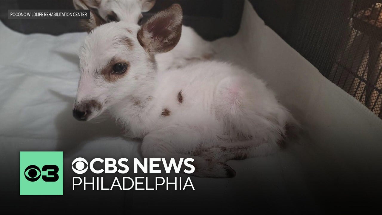 Two rare fawns rescued in Pennsylvania