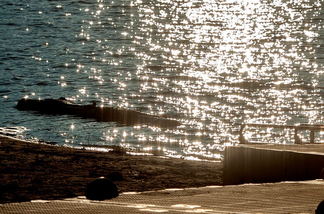 Raccoon bites child at Wayland Town Beach