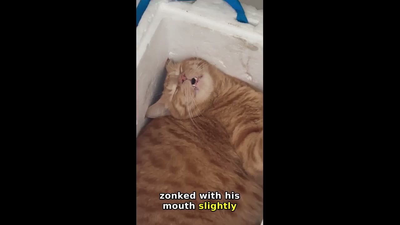 Cozy orange tabby naps in tiny styrofoam box