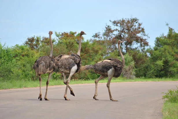 Why the world’s largest bird never needed wings