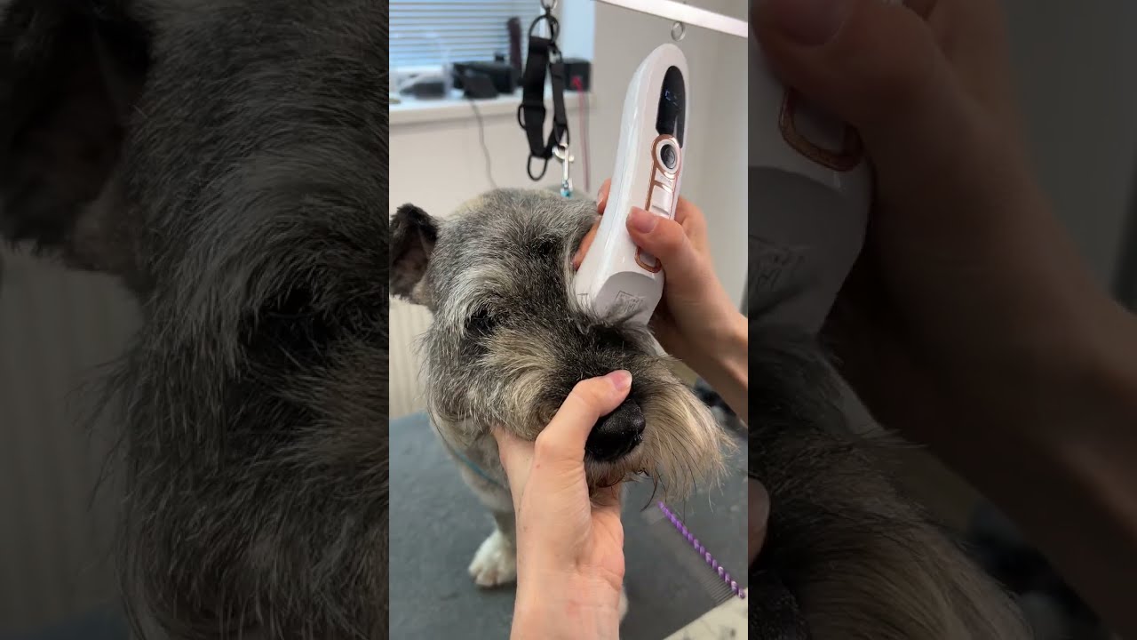 Miniature schnauzer grooming transformation: Step-by-step iconic ...