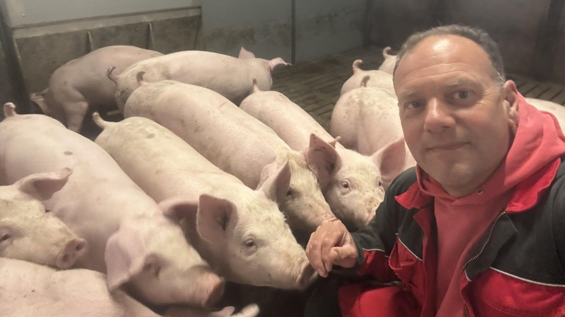 'Our industry is at breaking point,' claim Scottish pig farmers