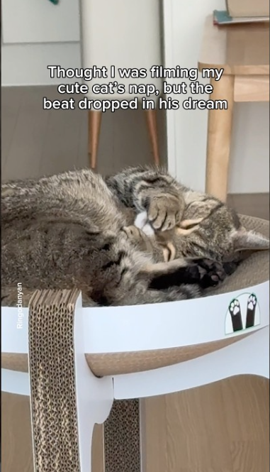 The only scuba gear this cat would actually approve