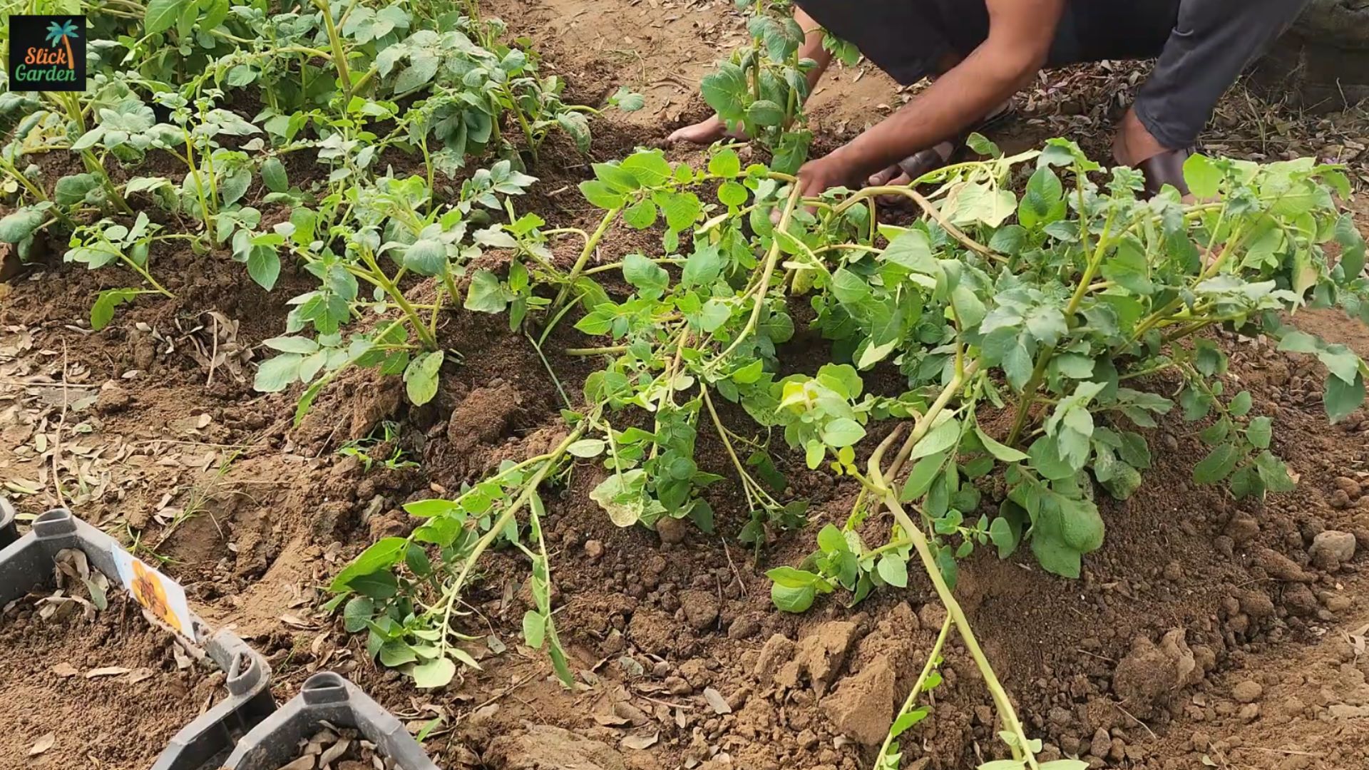 Potato gardening hacks: 3 essential steps for bigger yields