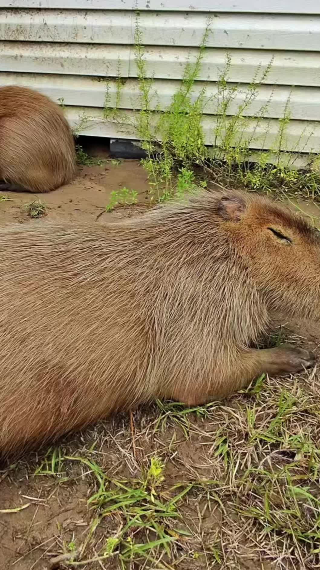 The relatable capybara moment animal fans are laughing at