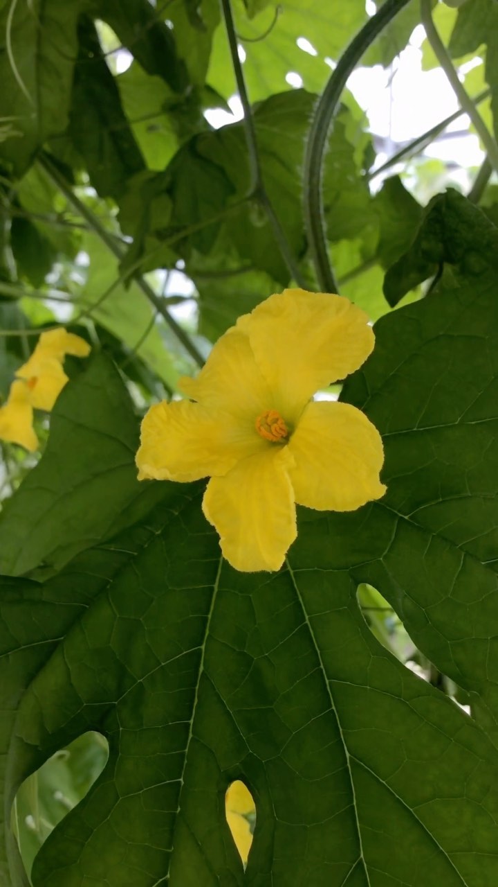 Mixed fruits and vegetables in a tower garden