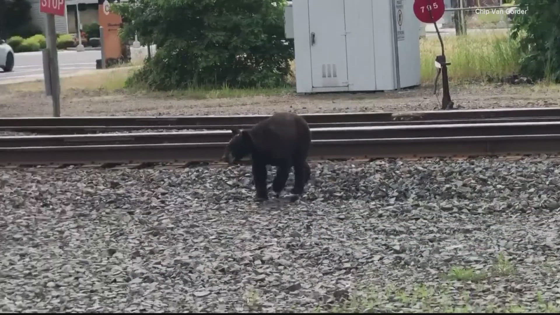 Police kill bear cub near Canby fairgrounds after crowd gathers
