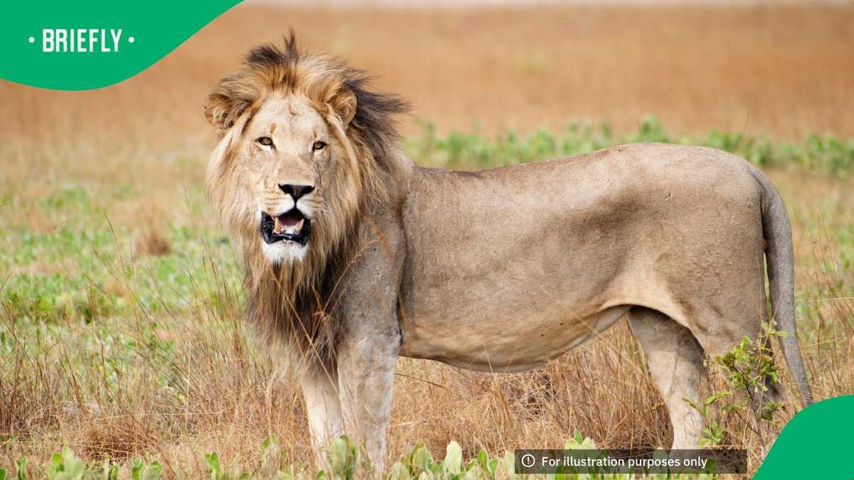 Mpumalanga man survives lion attack as community lives in fear