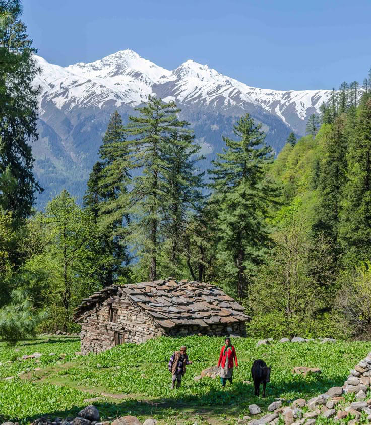 Where tea gardens meet the Dhauladhars: Your perfect escape to Palampur