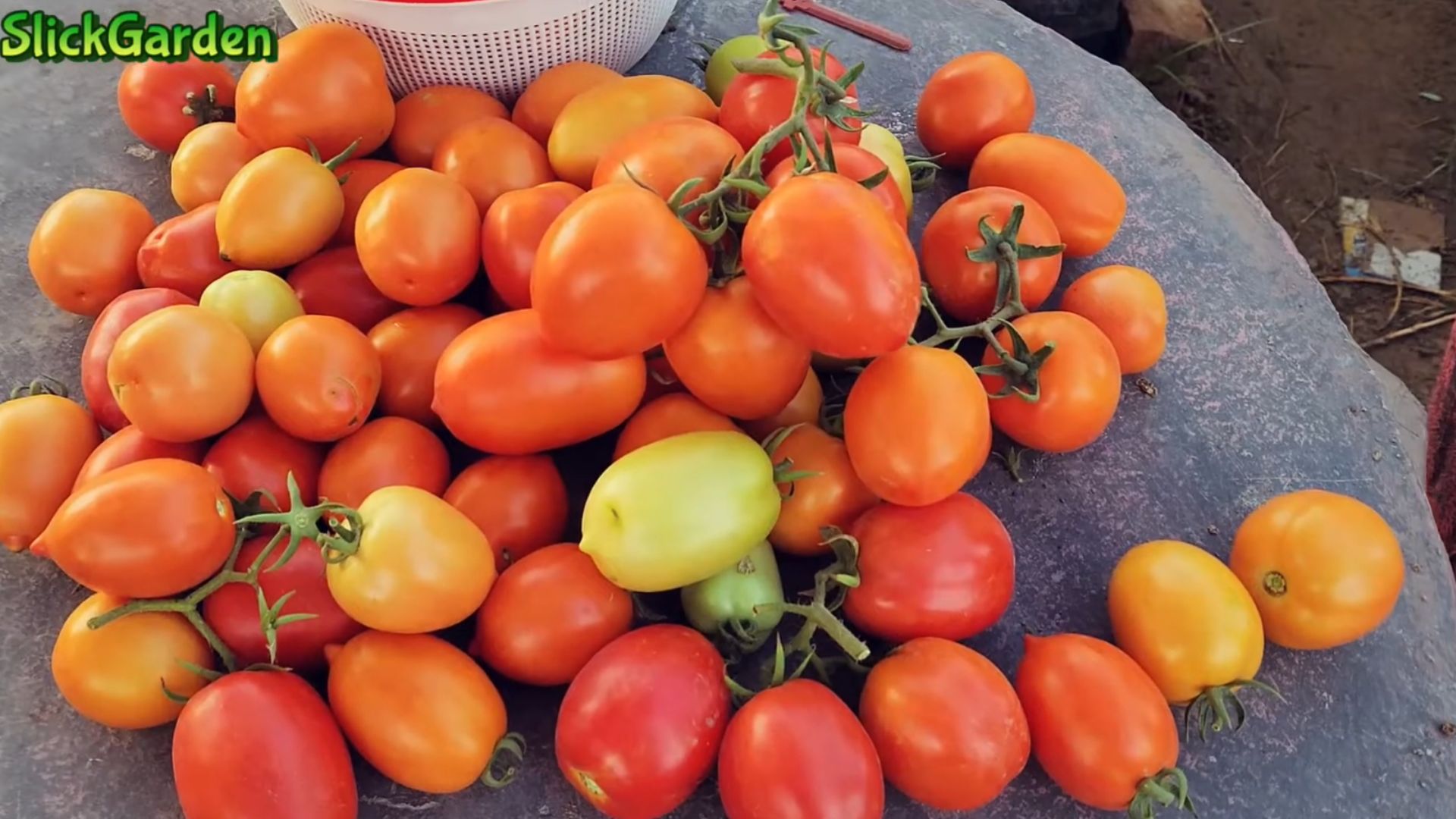 How to grow juicy tomatoes in containers: 4 easy methods