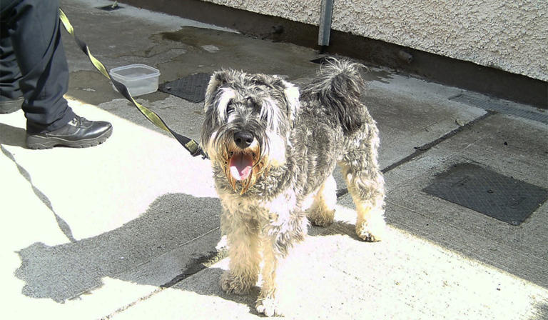 Warning for dog owners as temperatures to hit record levels