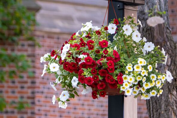 Gardeners urged to do 1 thing to hanging baskets now or risk dead ...