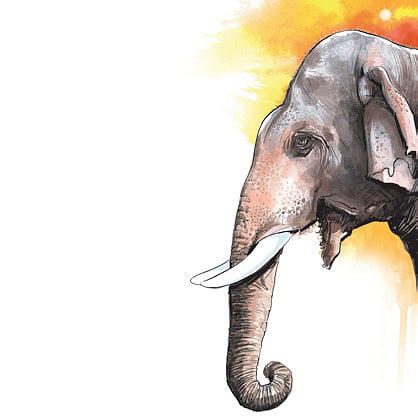 Two tuskers found dead in Athmallik and Dhenkanal forests of Odisha ...