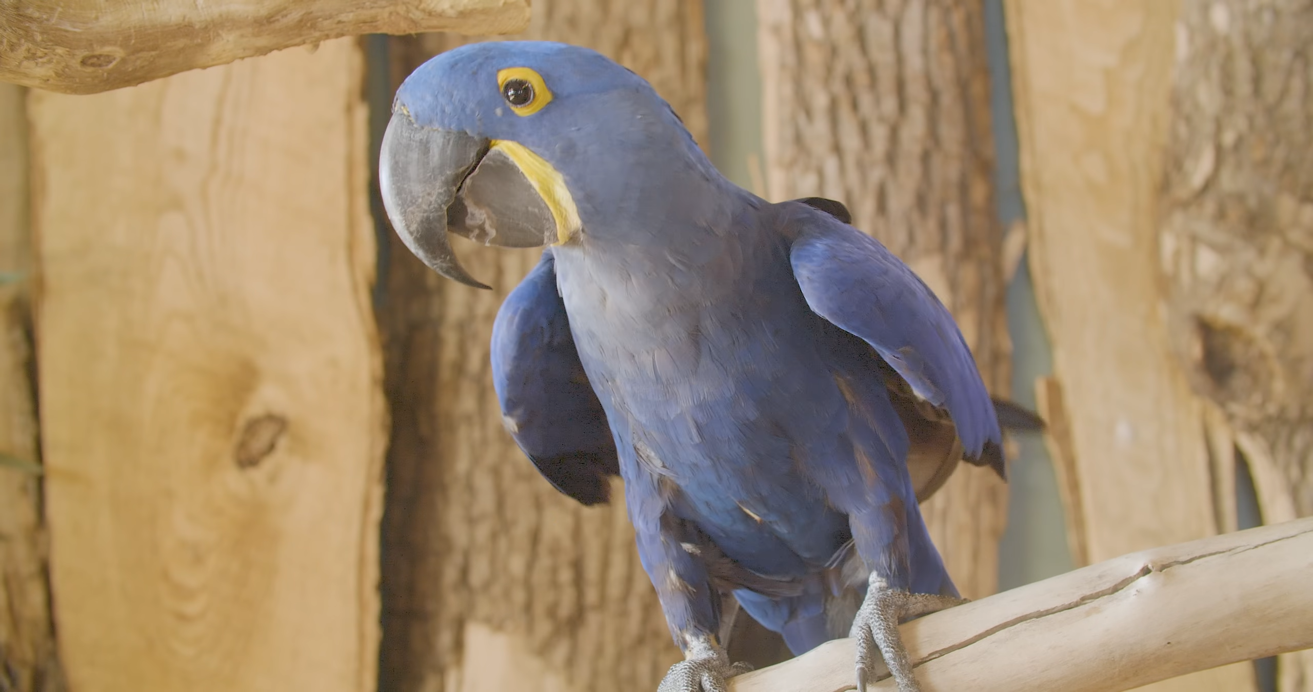 This blue bird is actually using microscopic structures to fake its color