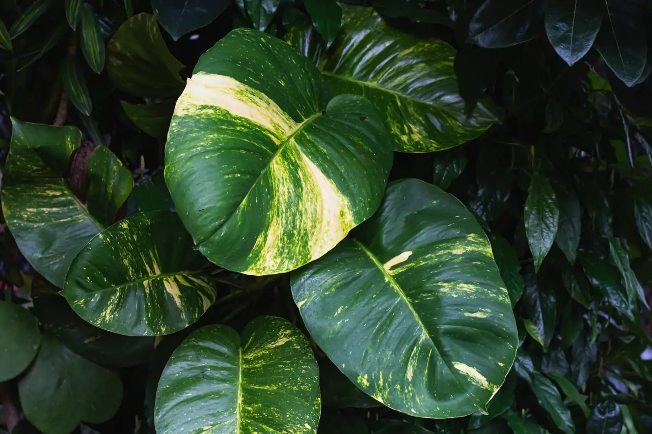 Por qué hablar a las plantas las hace crecer más sanas