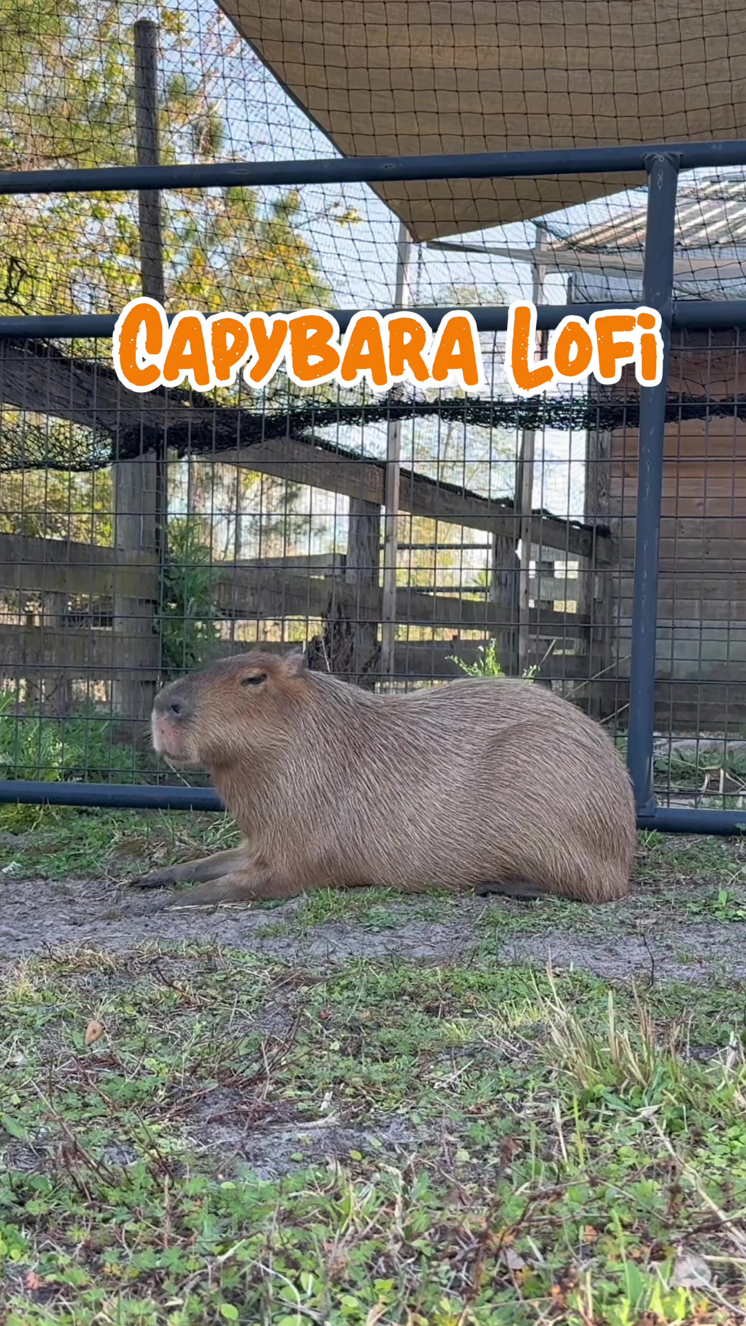 Why capybara lofi music feels weirdly relaxing and perfect