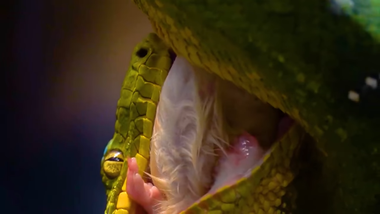 He tests 25 snake myths - and some fail immediately