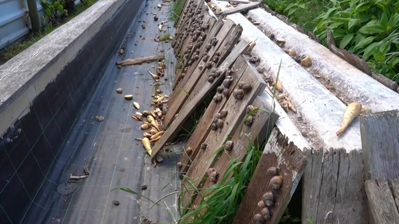 Slow food: The city that once fed Europe on snails is back in business