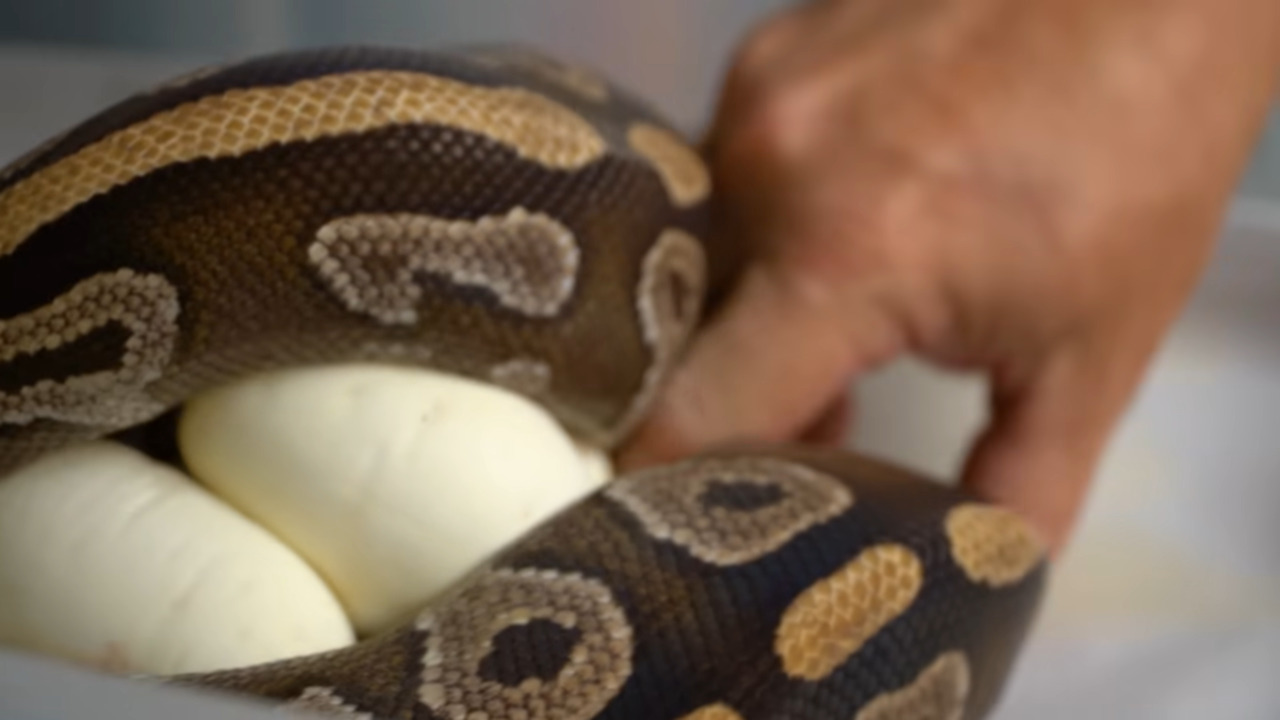 21 baby snakes - the moment they came to life