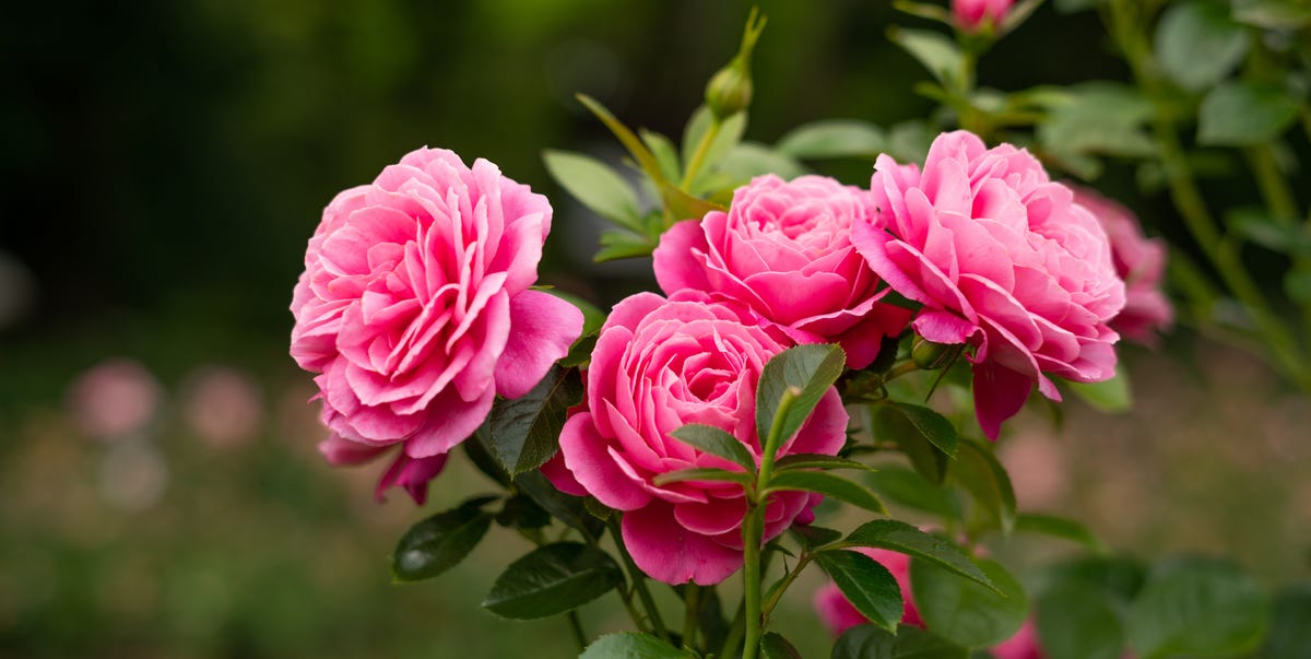 Rambler or climber? How to choose the right rose for your garden ...