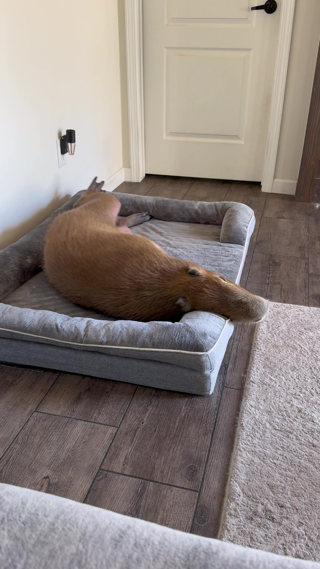 Why this lounging capybara is winning everyone over online