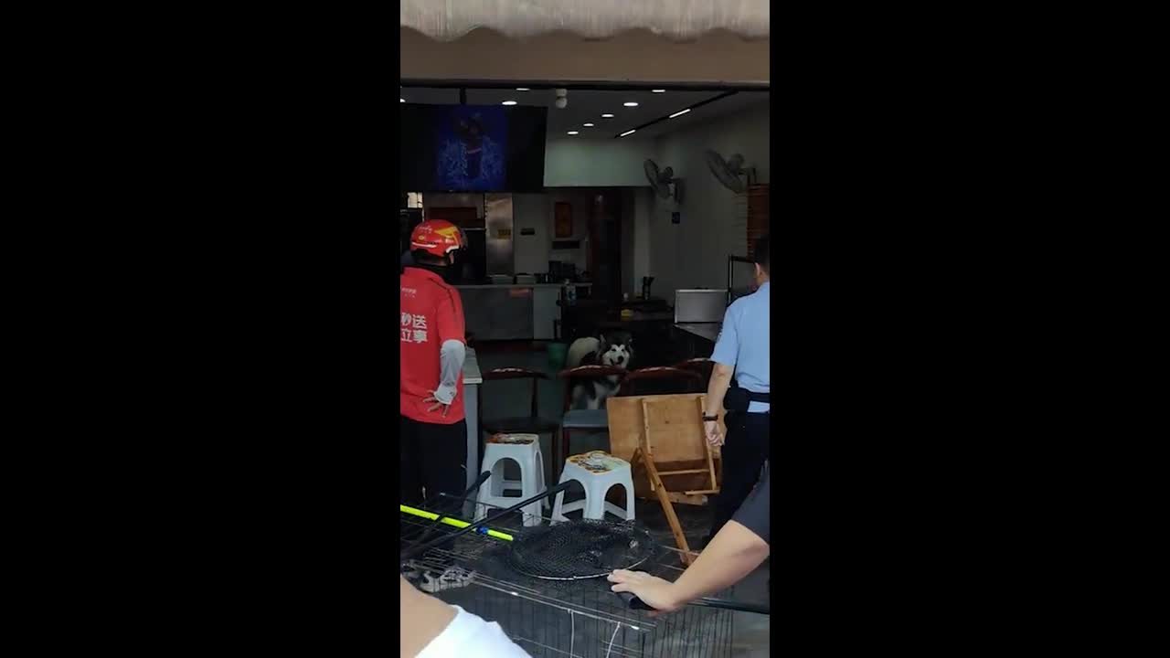 Police seize Alaskan Malamute following child attack at local noodle shop